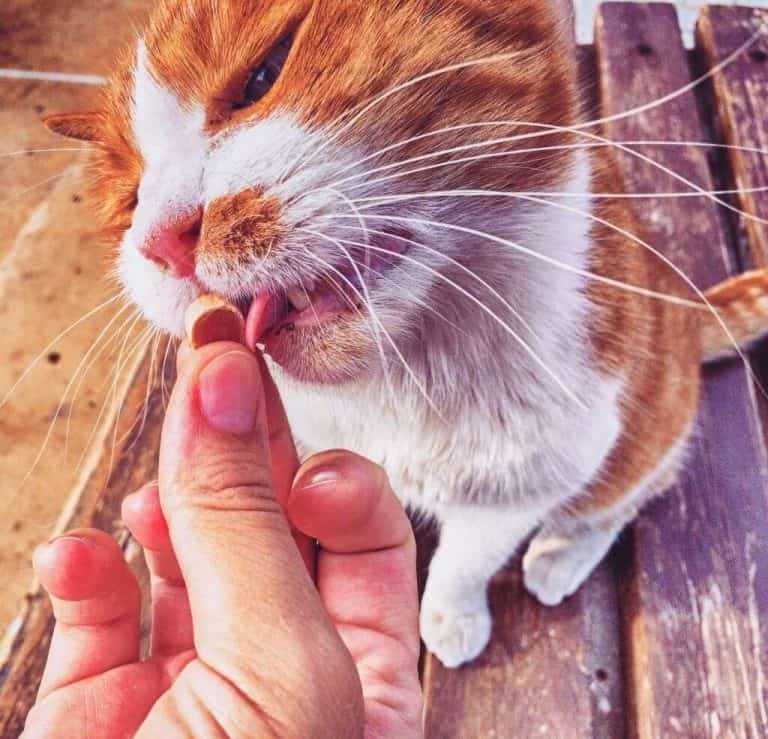 Weight Loss In Cats With Normal Blood Work 5 Common Reasons Raise A Cat weight-loss-in-cats-with-normal-blood-work-5-common-reasons-raise-a-cat